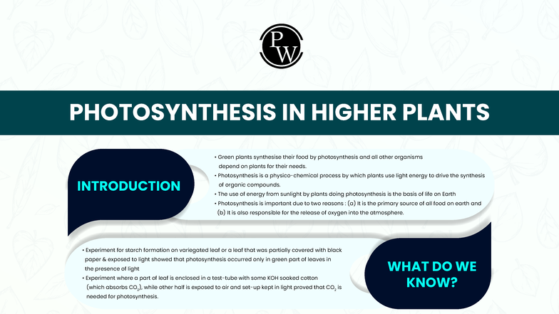 PHOTOSYNTHESIS IN HIGHER PLANTS: Mind Maps & Key Concepts - Studocu