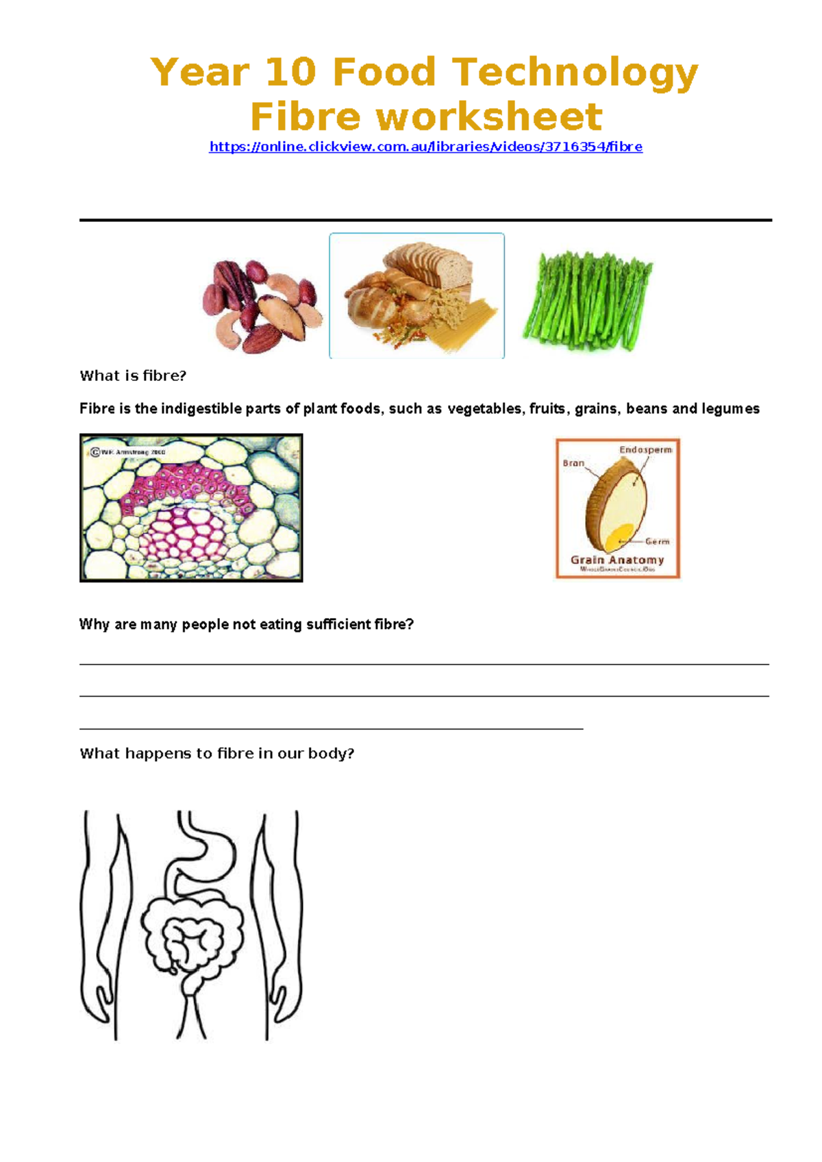 Year 10 Food Tech: Understanding Dietary Fibre Worksheet - Studocu