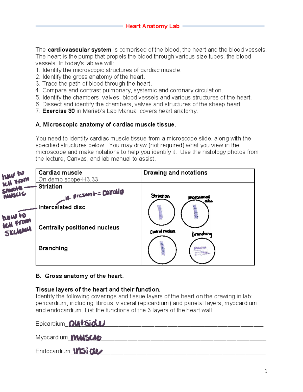 Heart Anatomy Lab: Exploring Cardiac Structures & Circulation Paths ...