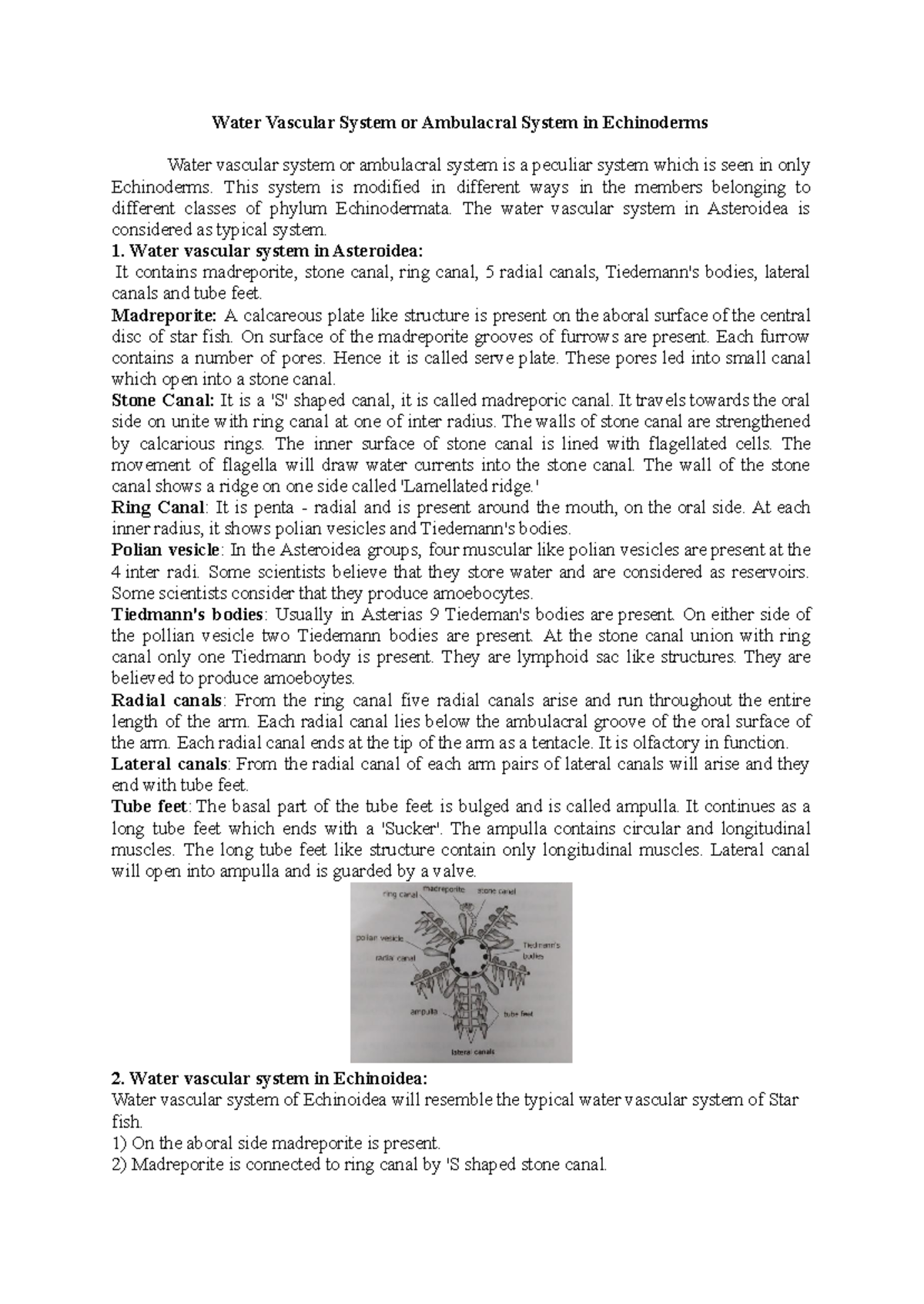 Water Vascular System in Echinoderms: Structure & Function Analysis ...