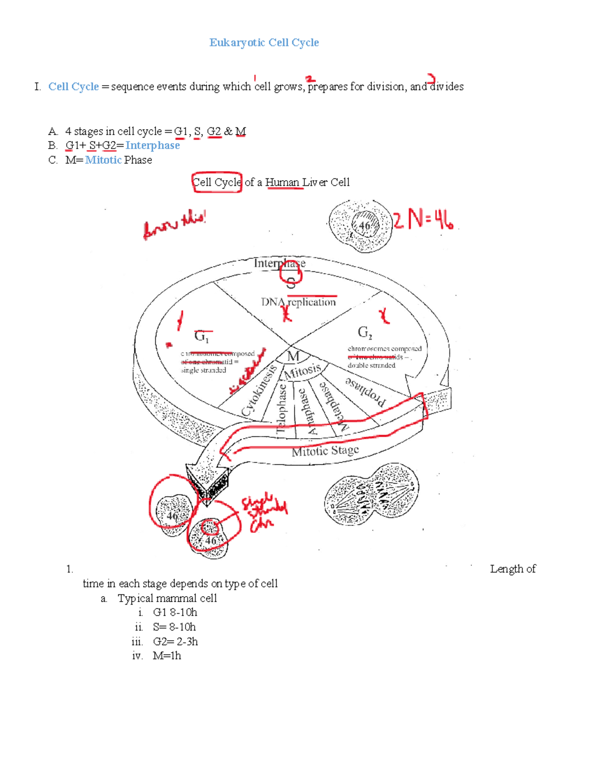 Cellcycles 21 - Eukaryotic Cell Cycle I. Cell Cycle = sequence events ...