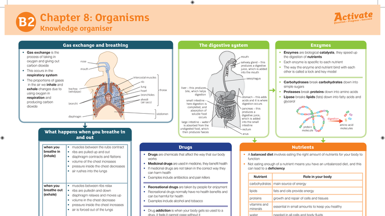 Chapter 8: Gas Exchange & Digestion Overview B2 Knowledge Organizer ...