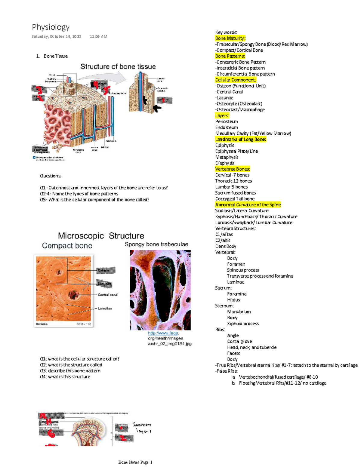 IM482 Bone Tissue Study Notes and Key Questions for Exam Preparation ...