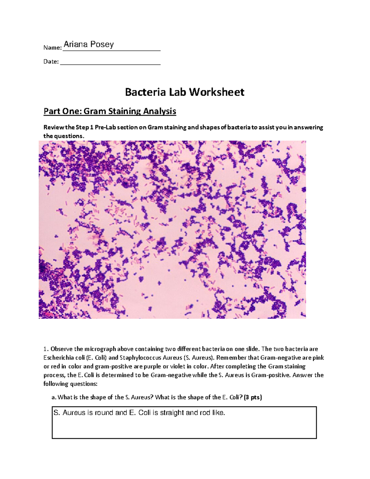Bacteria+Lab+worksheet - Name: _____________________________ Date