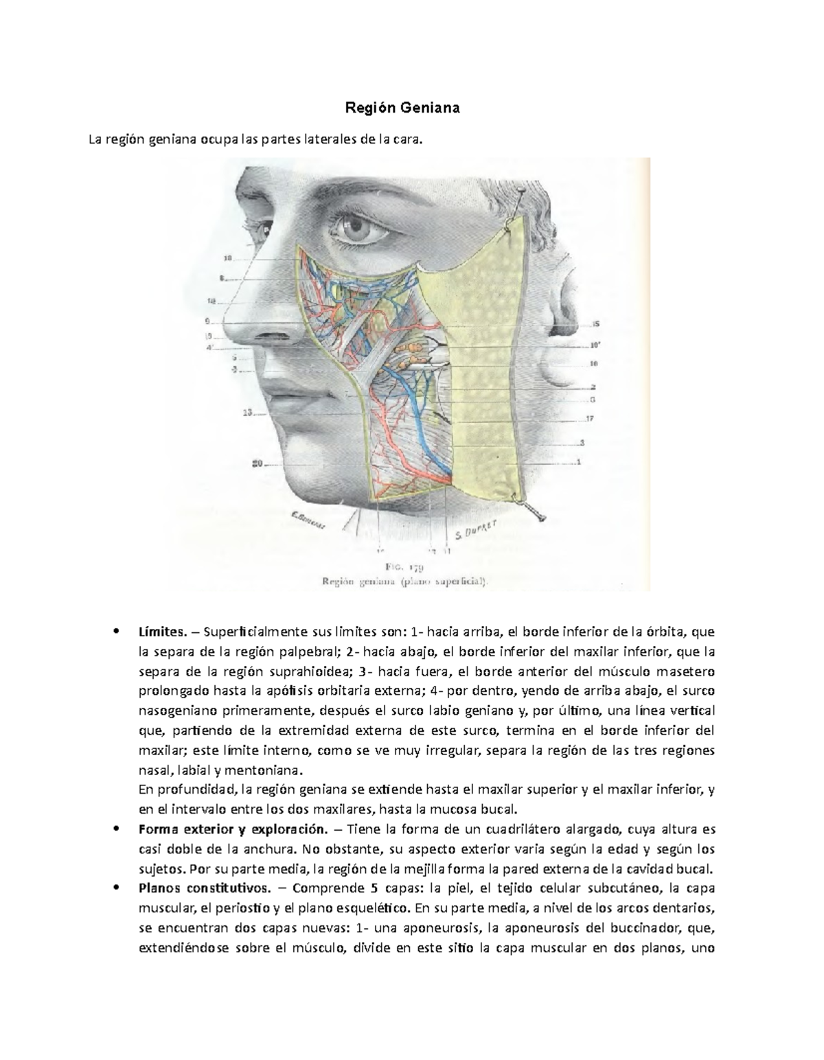 Estudio de la Región Geniana: Anatomía y Estructura Facial - Studocu