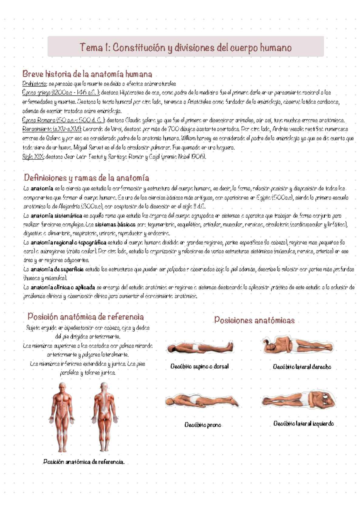 Apuntes de Anatomía - TEMA 1: Constitución y Divisiones del Cuerpo ...