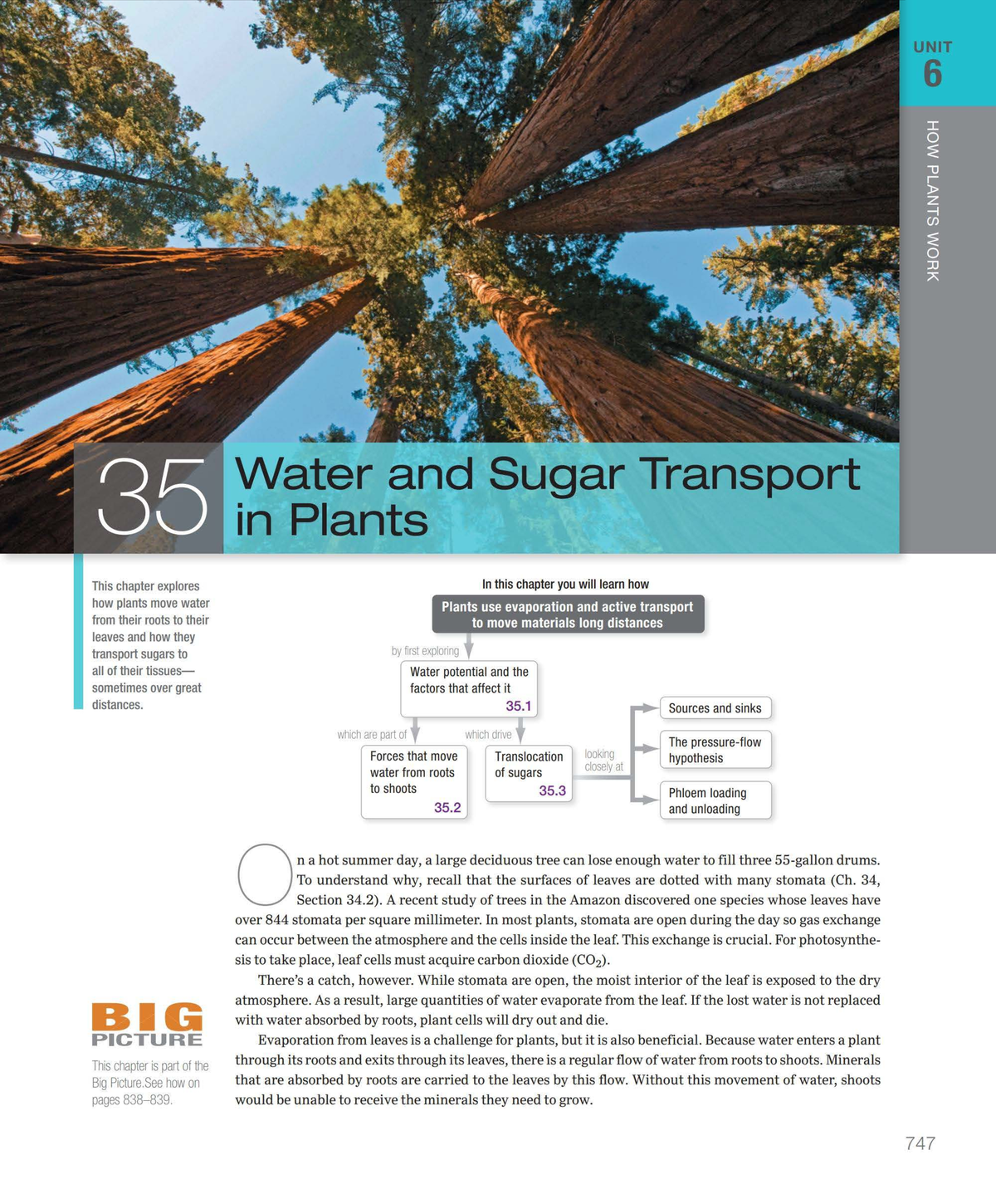 Water and Sugar Transport Mechanisms in Plants - Chapter 35 Overview ...