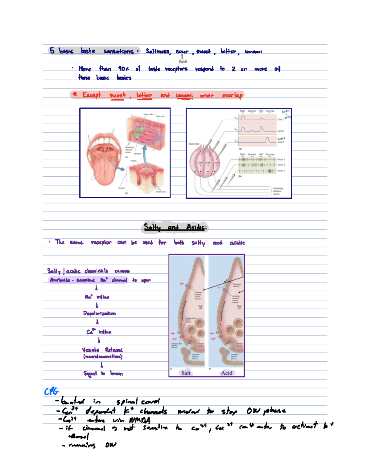 Lecture Notes Cheat Sheet: 5 Basic Taste Sensations - Studocu