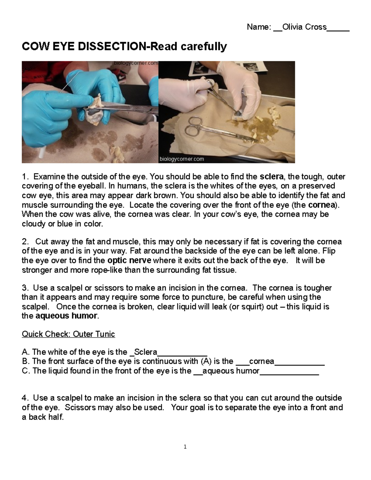 COW EYE DISSECTION LAB REPORT: Sensory System Analysis - Studocu