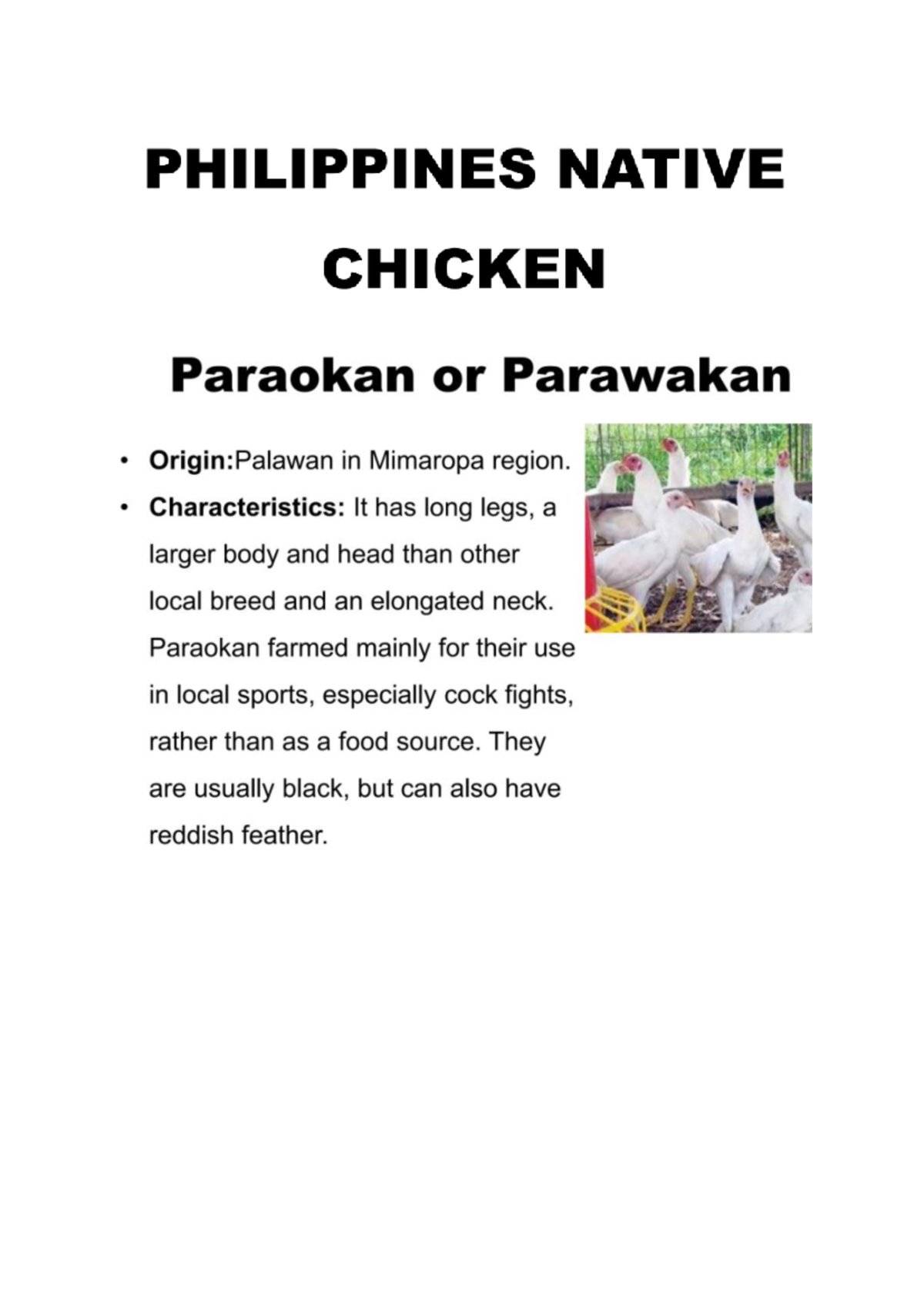 PHILIPPINES NATIVE CHICKEN BREEDS: PARAOKAN, BANABA, BOLINAO, JOLOANO ...