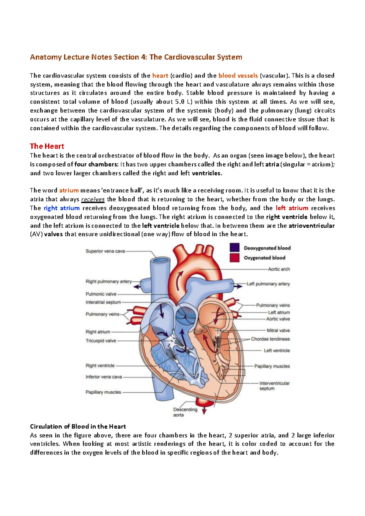 Anatomy Lecture Notes: Cardiovascular System Overview (ANAT 101) - Studocu