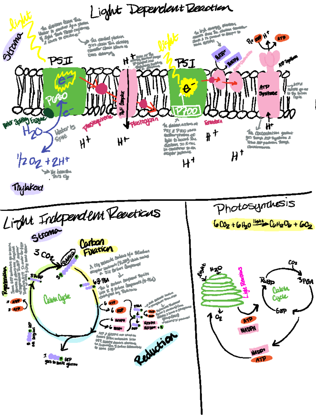Cell Biology Lecture Notes: Cellular Respiration & Photosynthesis ...