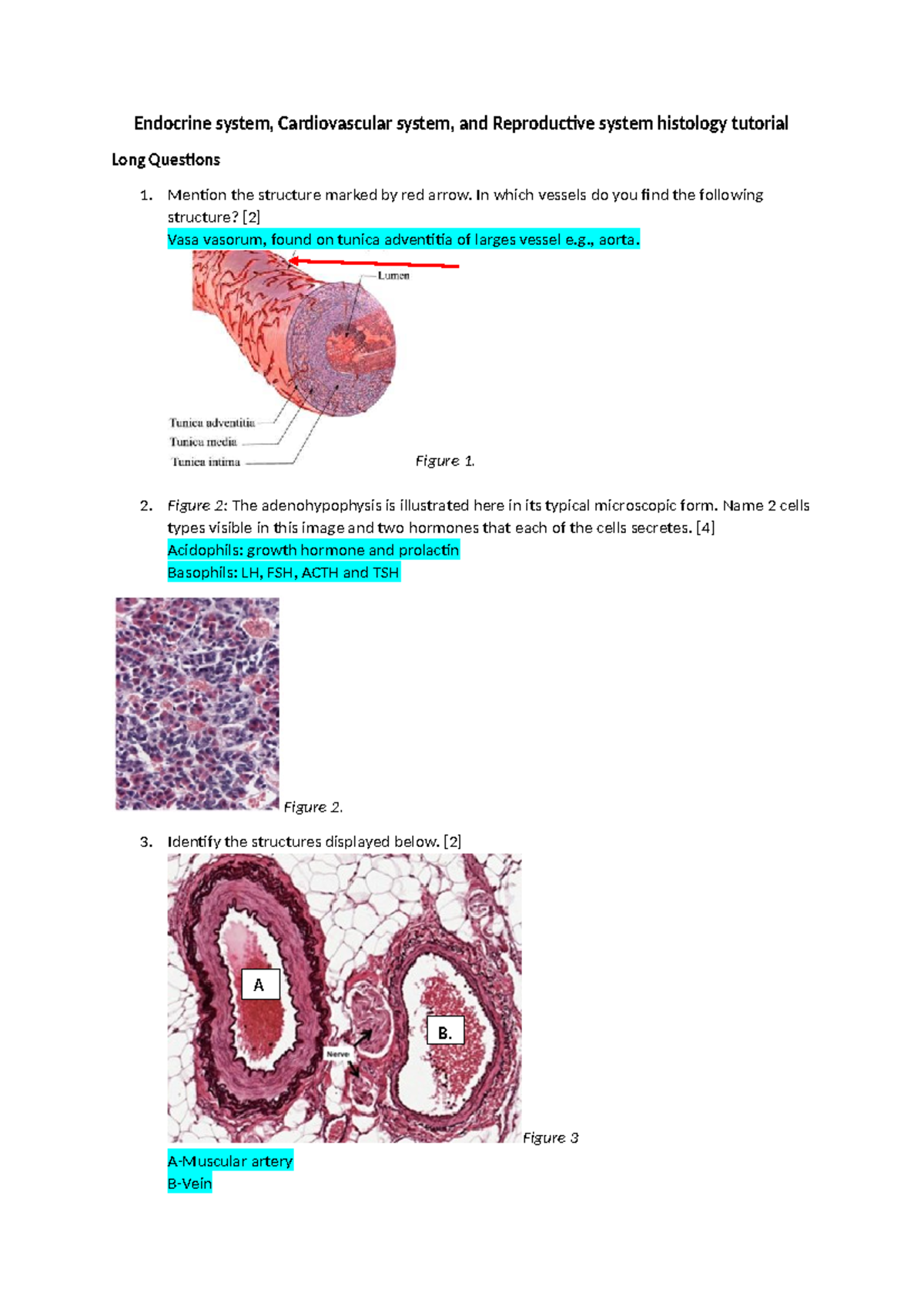 Endocrine System Histology Tutorial (Course Code: MEMO) - Studocu