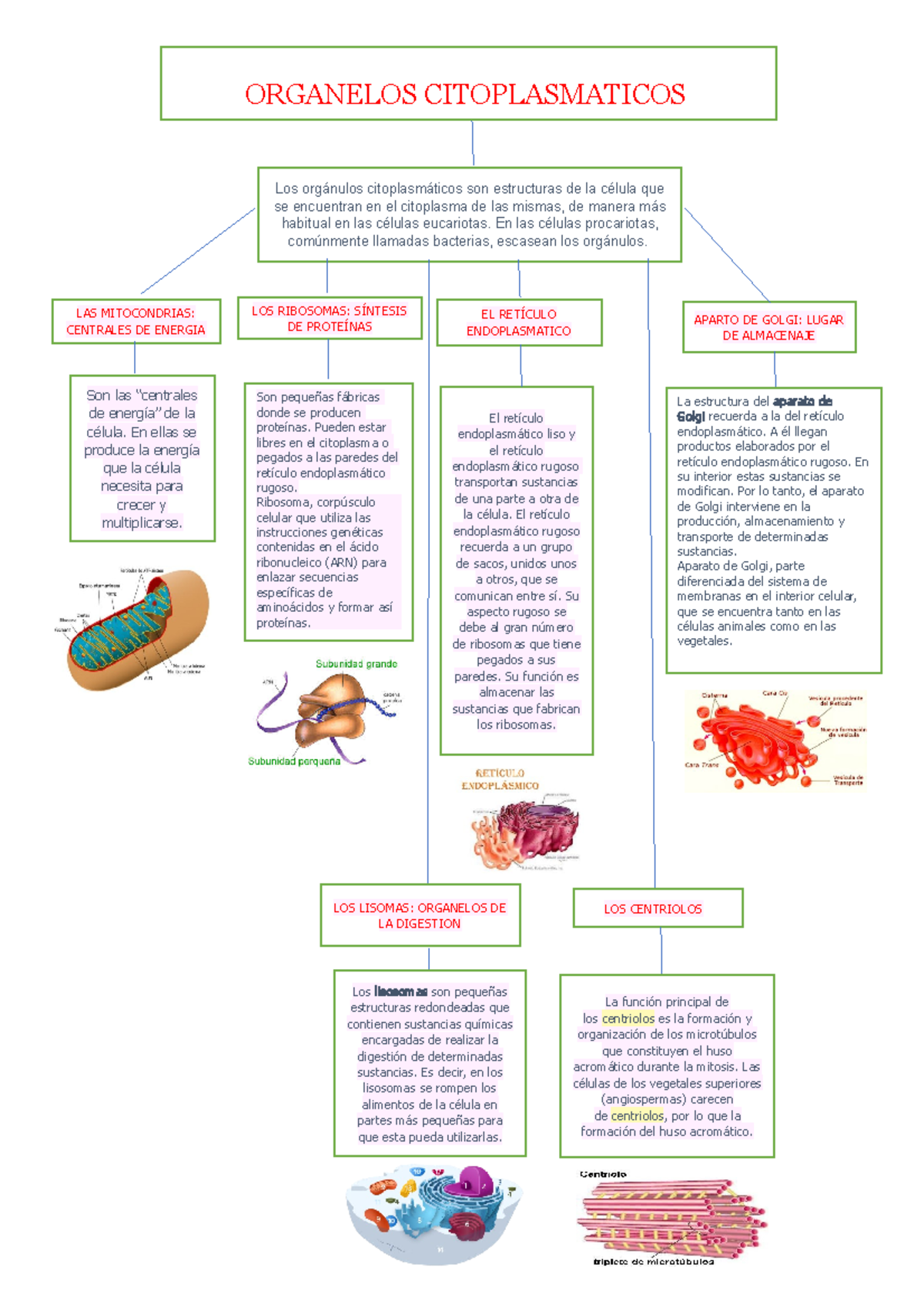 Mapa Conceptual de Organelos Citoplasmáticos en Células Eucariotas ...