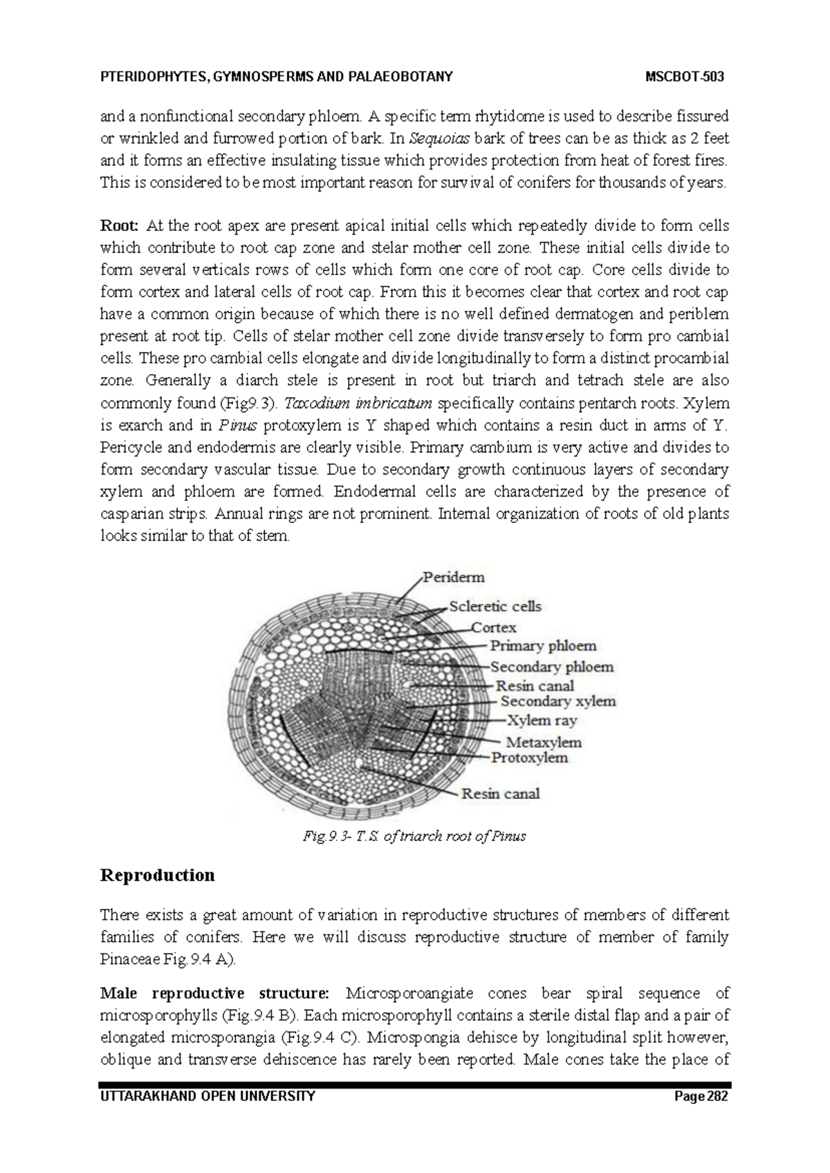 Pinus Reproductive Structures: Male and Female Cones Overview - MSCBOT ...