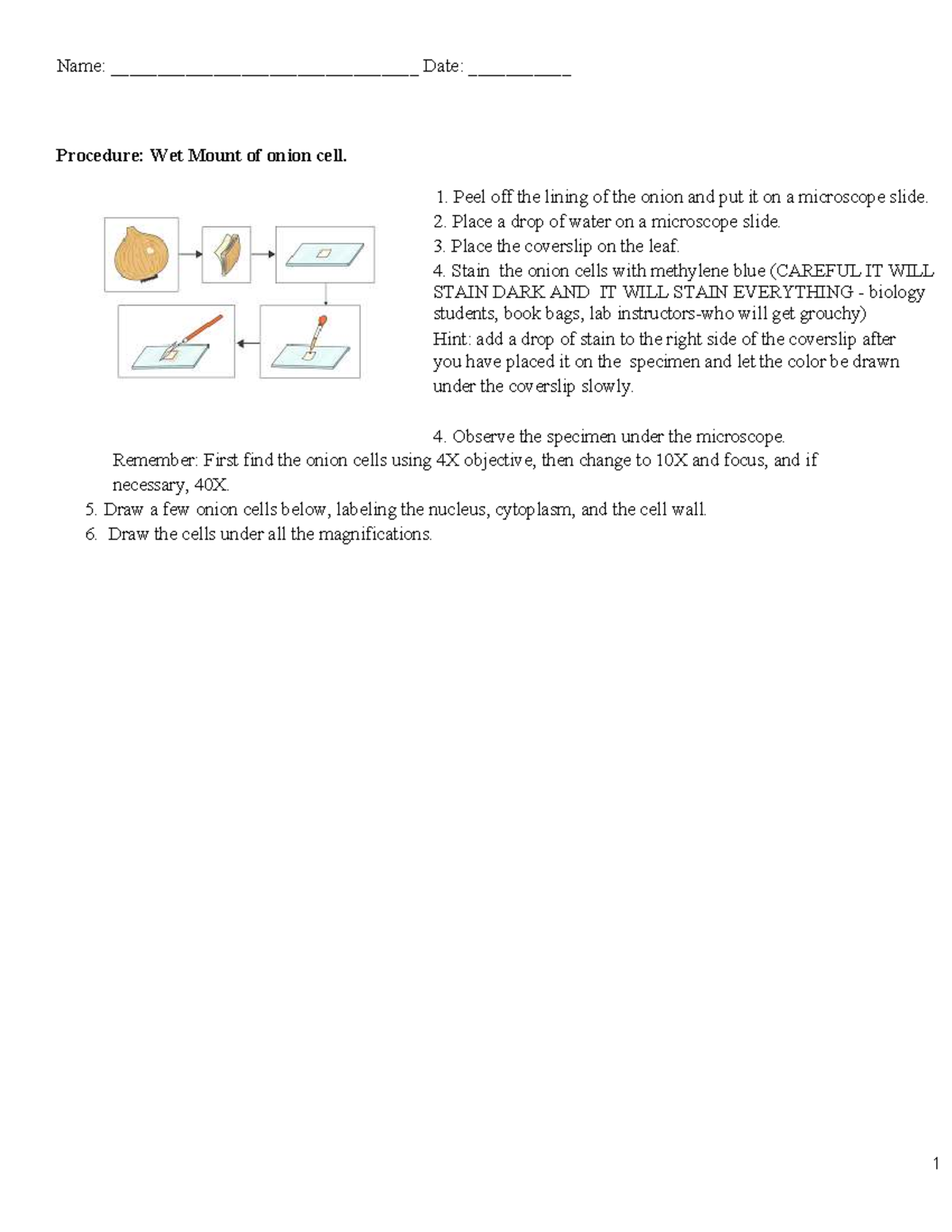 Cell Microscope Lab: Wet Mount Onion & Cheek Cells (BIO 101) - Studocu