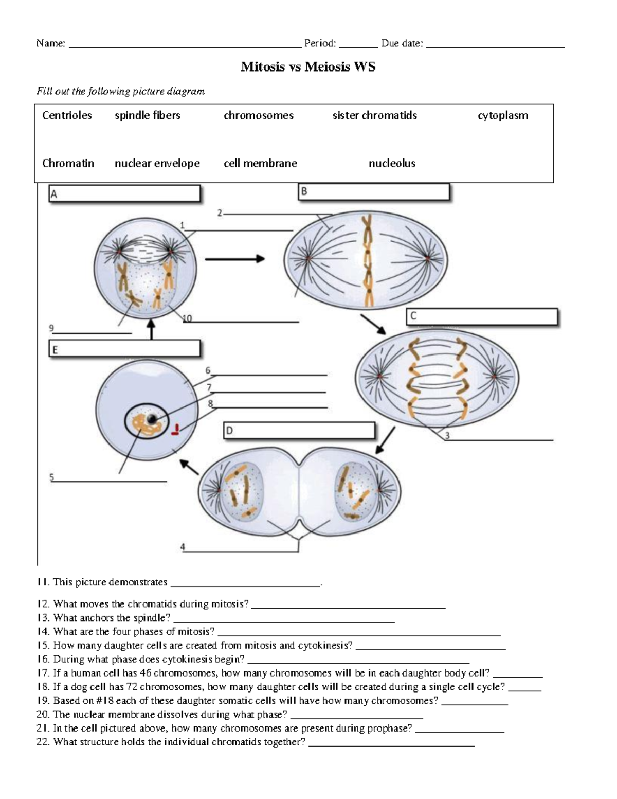 Mitosis vs Meiosis Worksheet (2026) - Diagram and Questions - Studocu