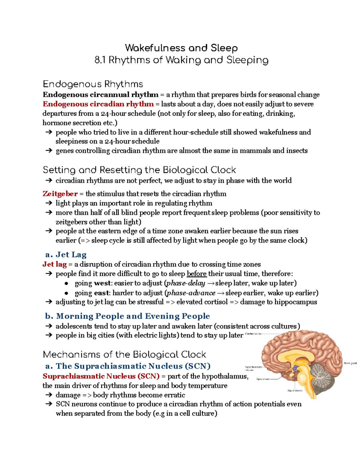 Biopsychology 2nd Partial: Sleep, Thirst, Hunger, and Reproductive ...
