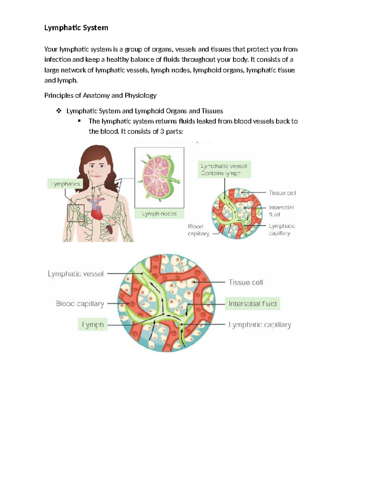 Anatomy & Physiology: Lymphatic System Overview (BIO 101) - Studocu