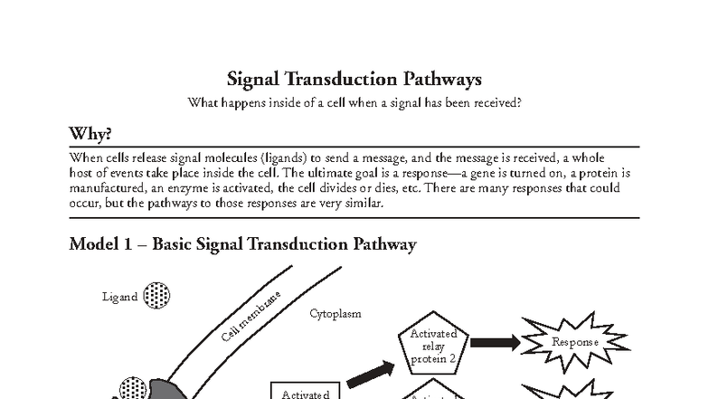 Signal Transduction Pathways: Understanding Cellular Responses (8658011) - Studocu