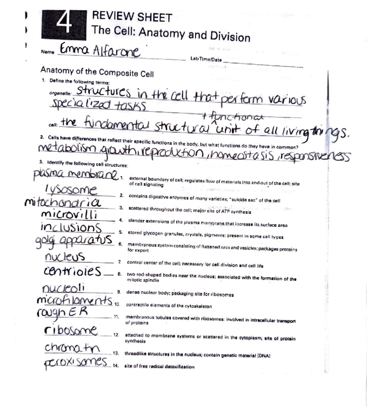 Cells Assignment: Anatomy and Division Review Sheet - Studocu