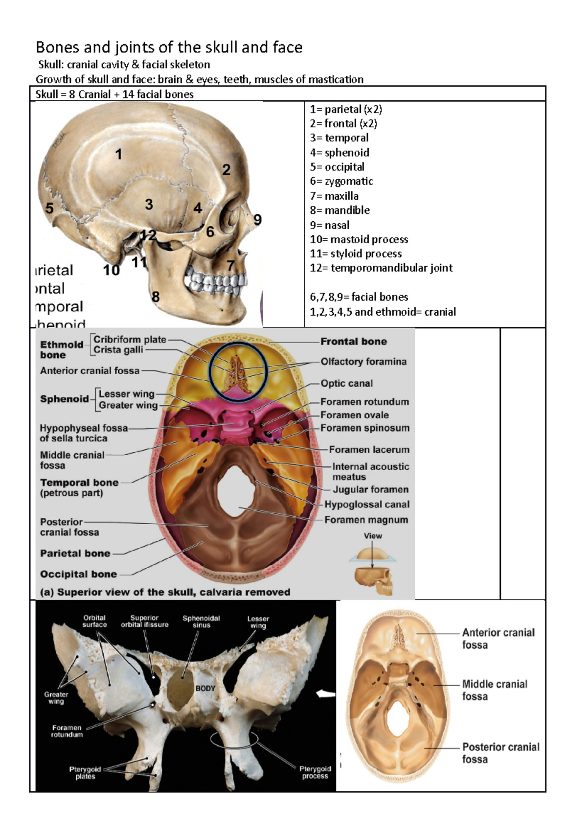 Superior View Of The Skull Calvaria Removed