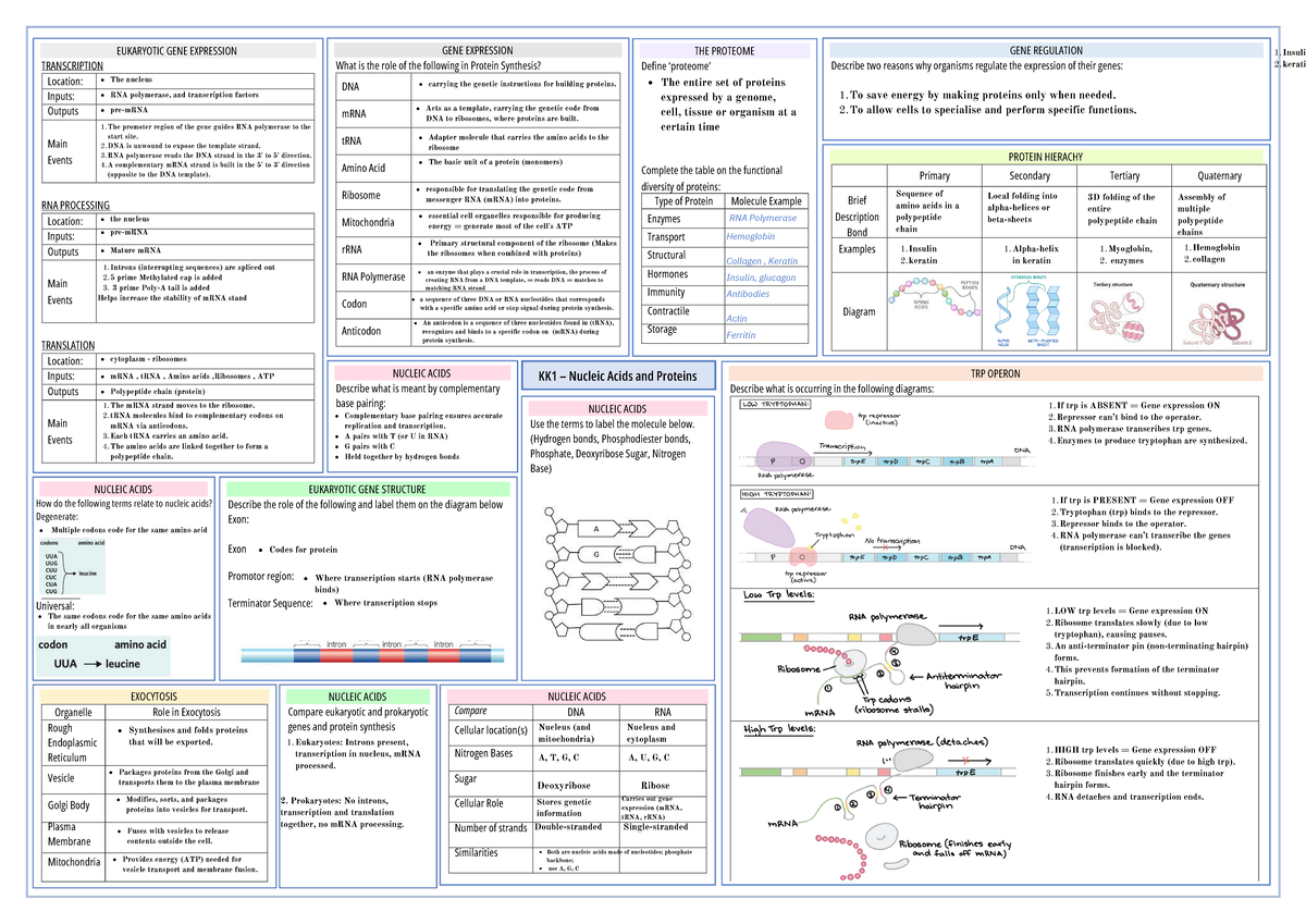 Unit 3 and 4 BIO - U3&4 KSS Gene Expression and Protein Synthesis ...