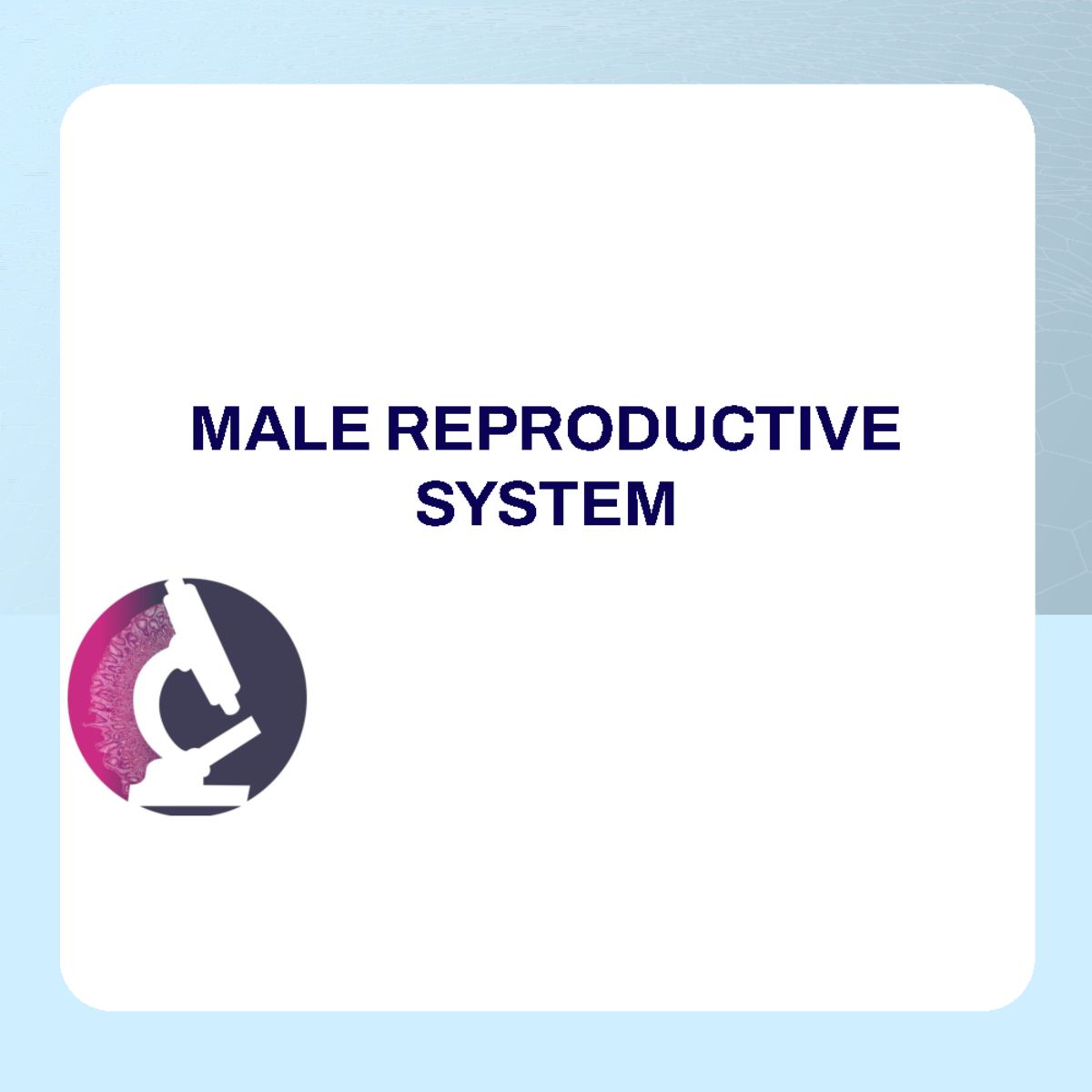 MALE Reproductive System (1) - MALE REPRODUCTIVE SYSTEM INTRODUCTION ...