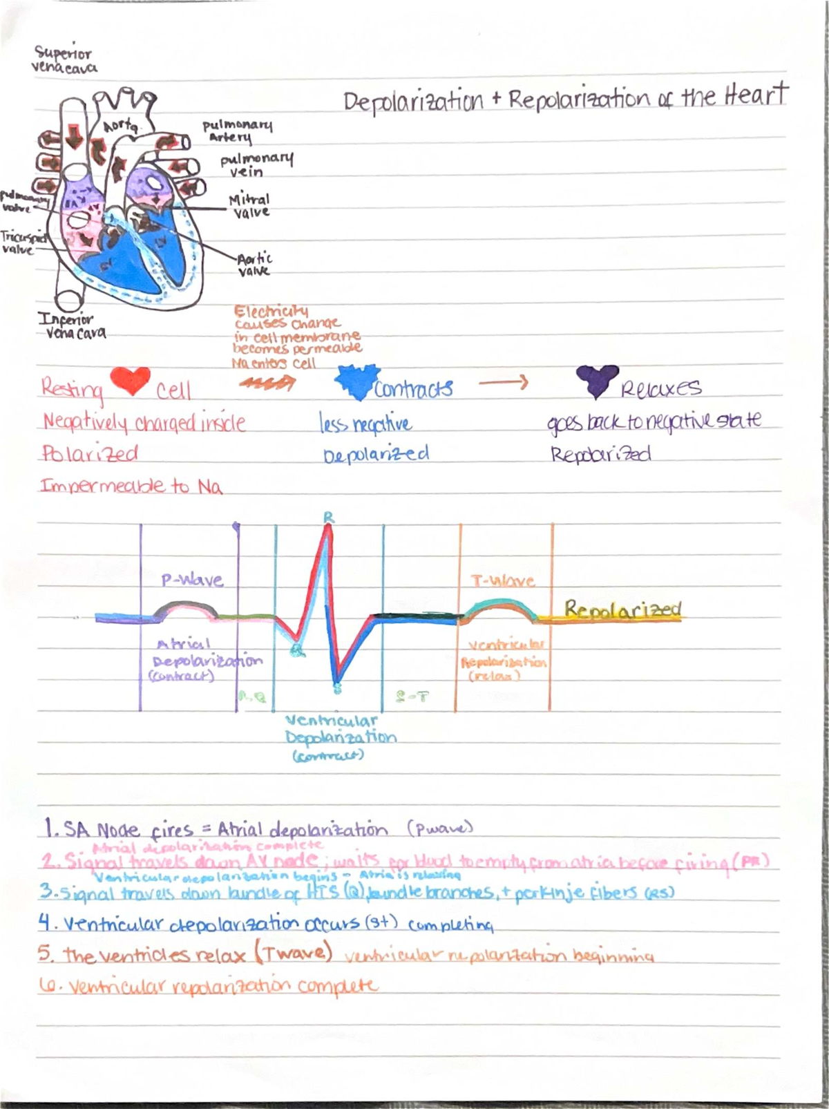 Ventricular Depolarization To End Of Ventricular Repolarization