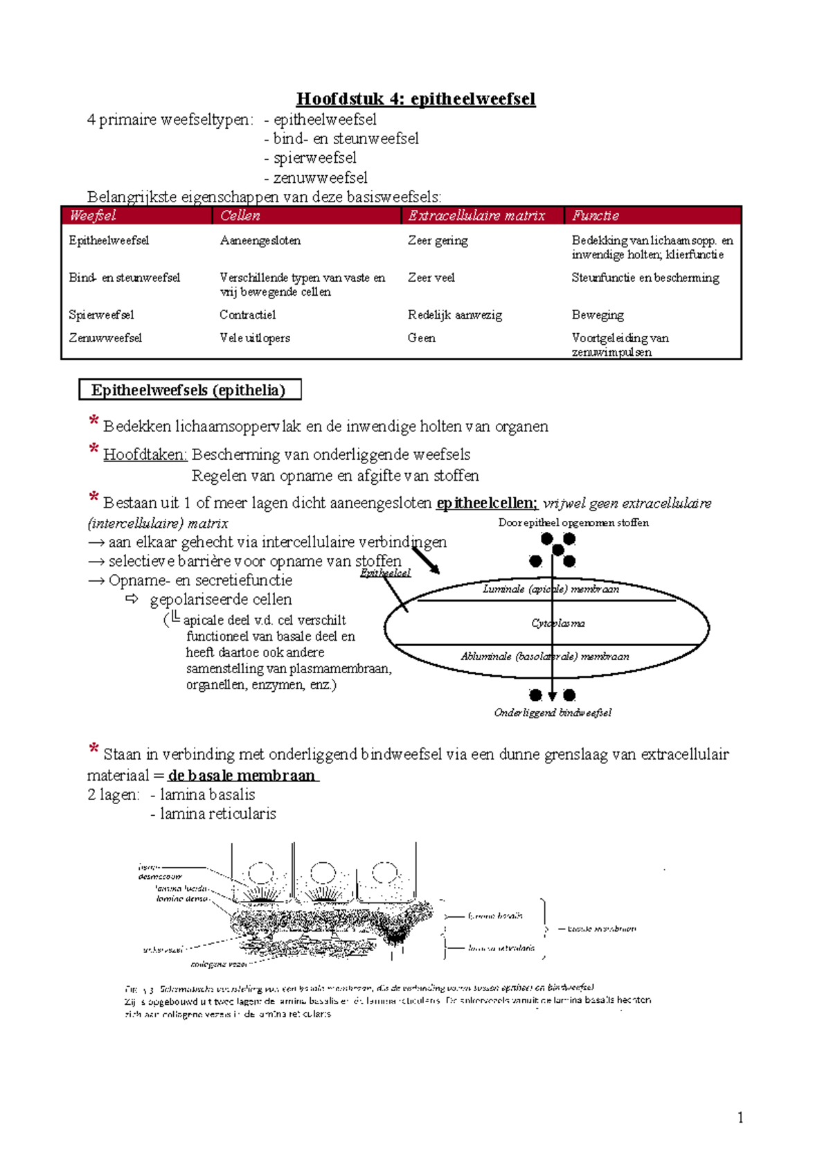 Histologie 4 - Samenvatting Hoofdstuk 4: Epitheelweefsel en Functies ...