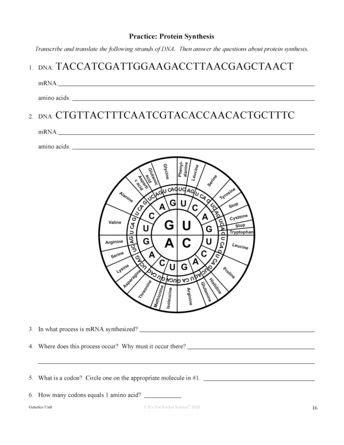 Protein Synthesis Practice - Practice: Protein Synthesis Transcribe and ...