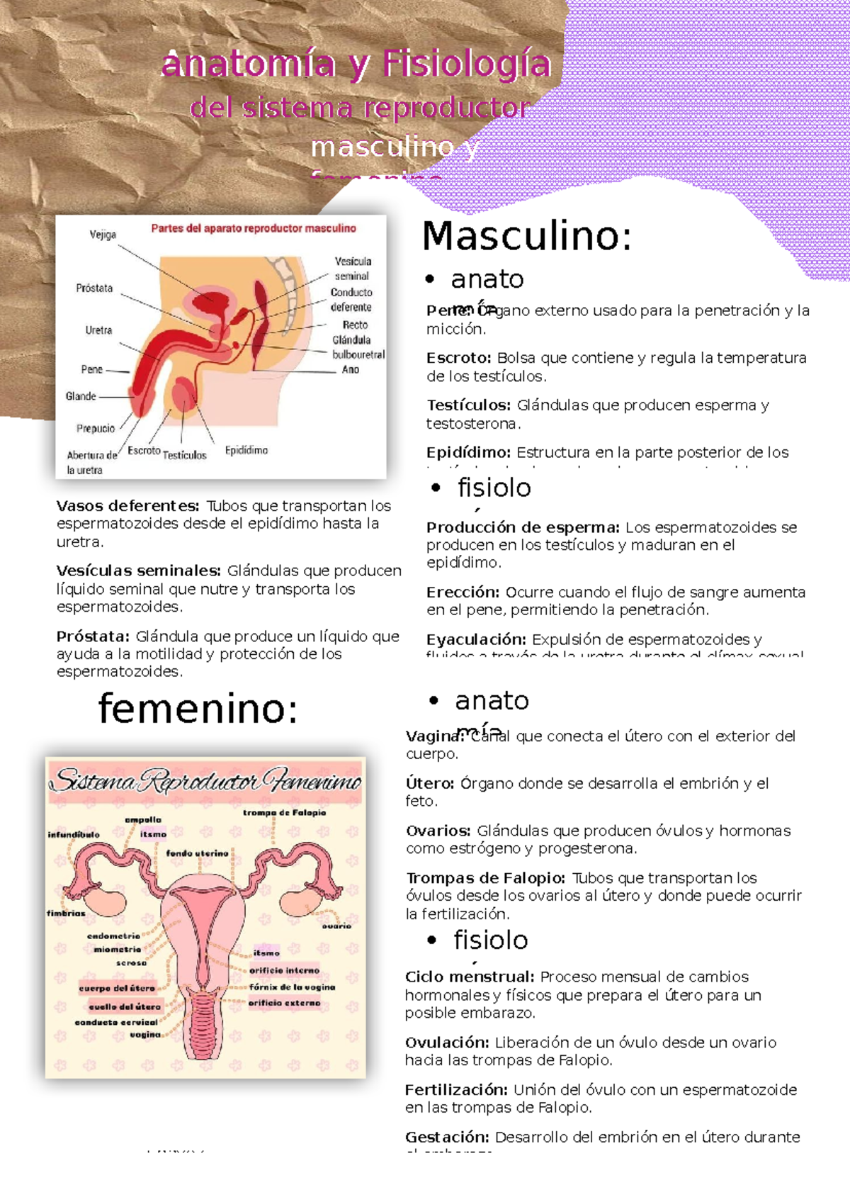 Infografía del Sistema Reproductor Femenino y Masculino - ANAT 101 ...
