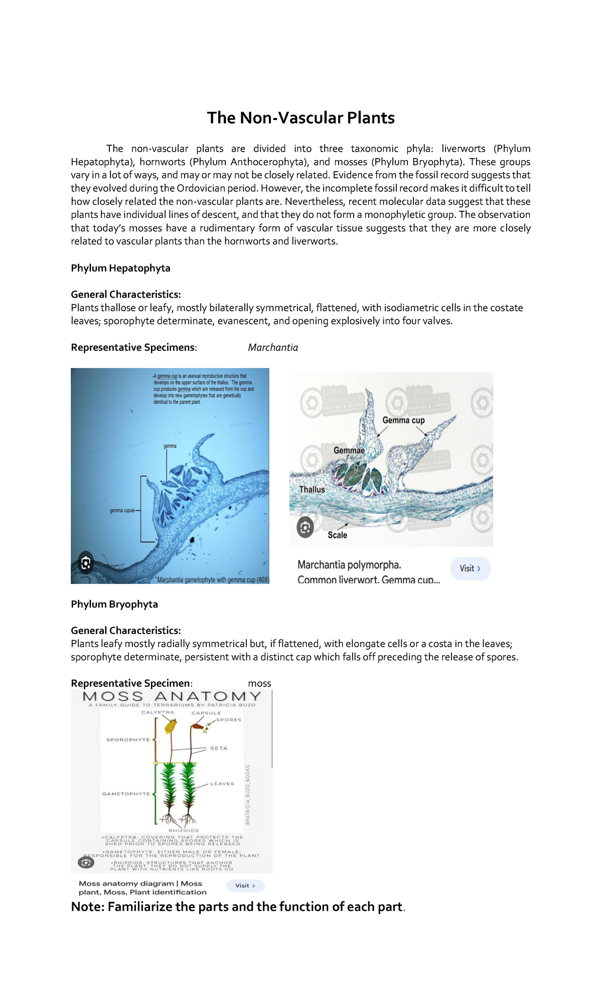 Review- Notes - non vascular plants - The Non-Vascular Plants The non ...