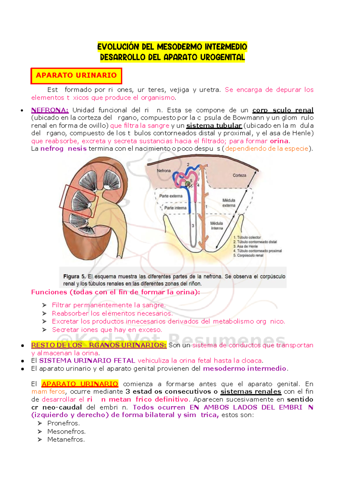 APO 6 - Desarrollo del Mesodermo Intermedio y Aparato Urogenital - Studocu
