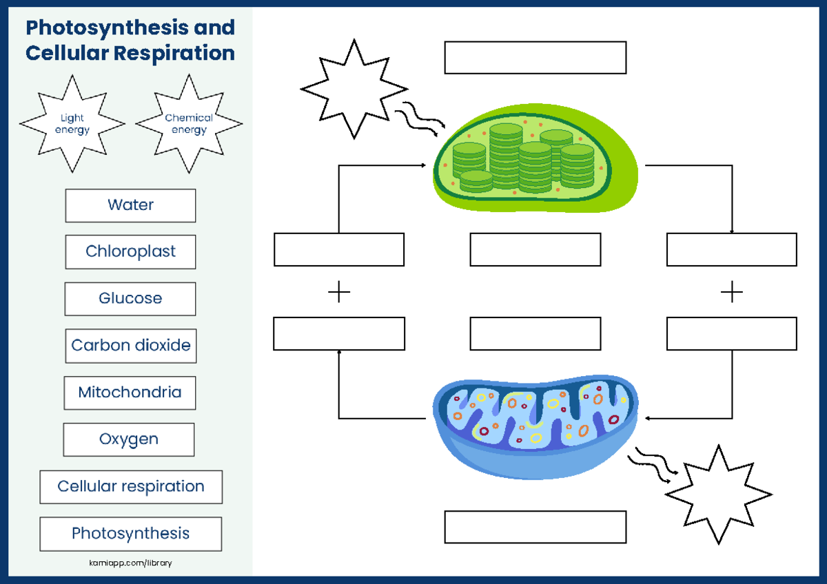 Photosynthesis and Cell Respiration Drag and Drop - Photosynthesis and ...