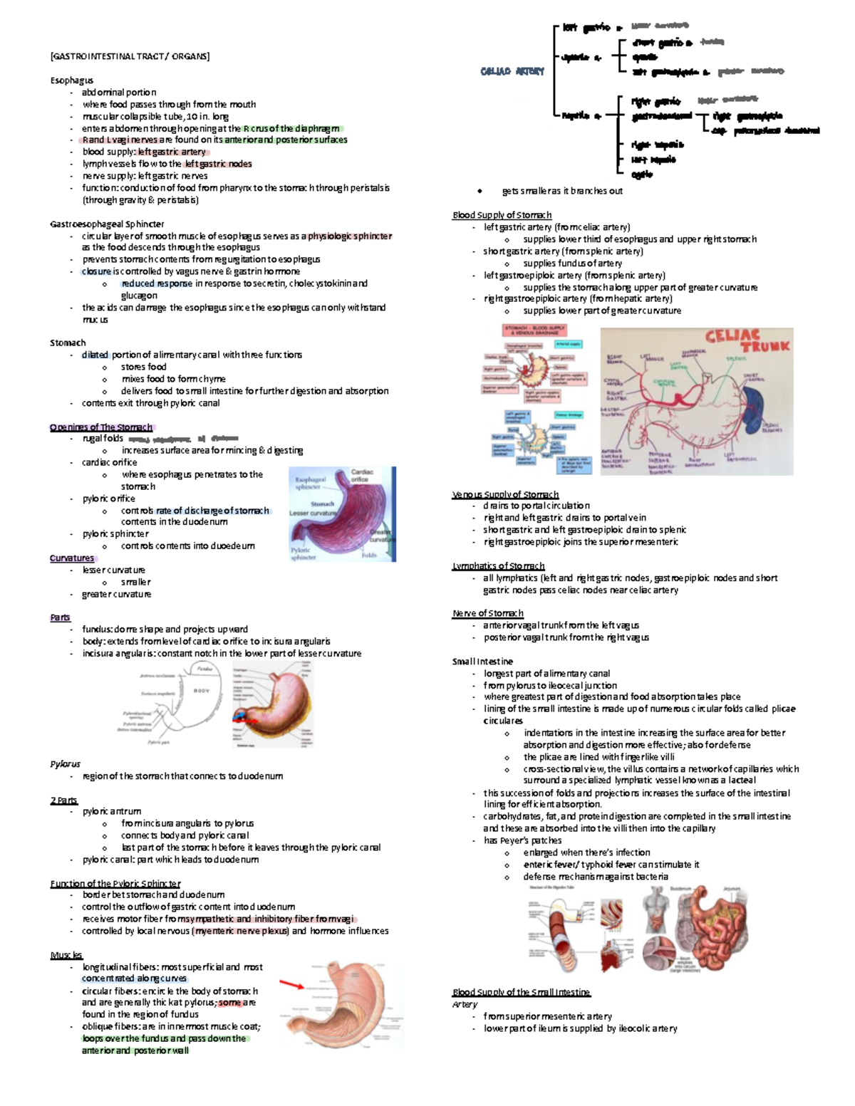 GIT - GIT - [GASTROINTESTINAL TRACT / ORGANS] Esophagus - abdominal ...