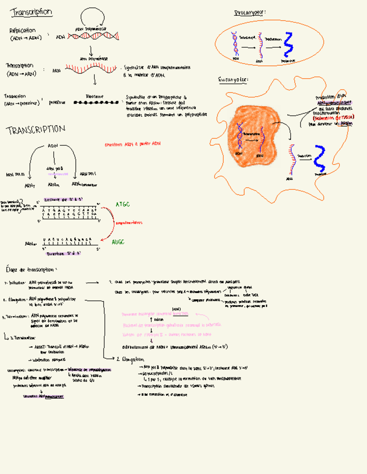 4eme-Partie - Transcription et traduction - Franscription & trocaryotce ...