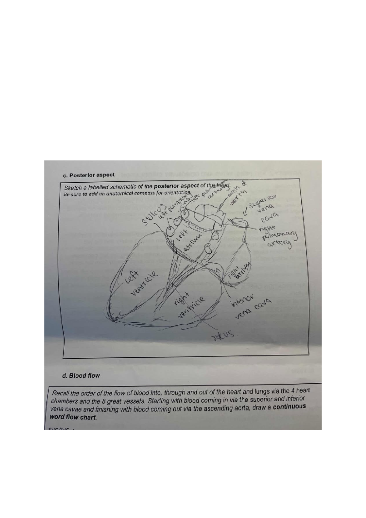 Heart Anatomy and Blood Flow Chart - Bis - Studocu