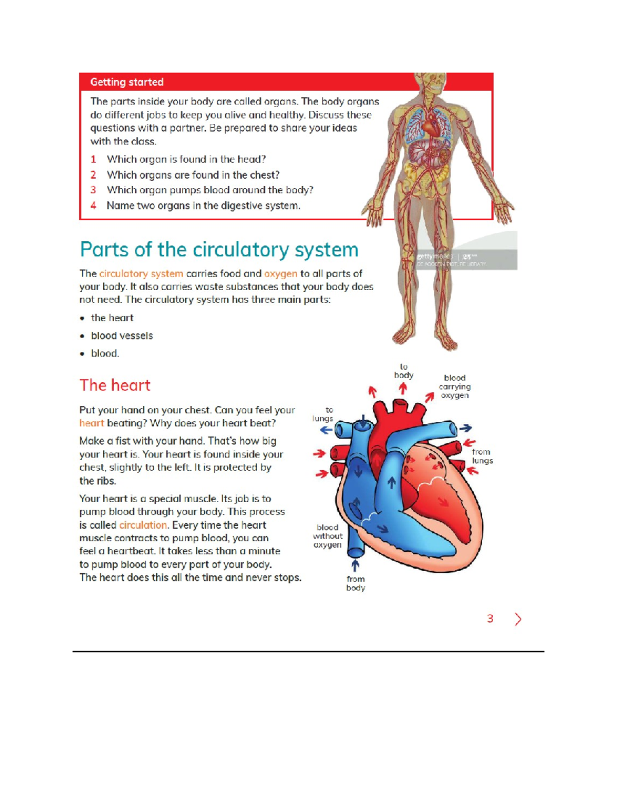 Circulatory System Overview: Organs and Blood Flow Explained - Studocu