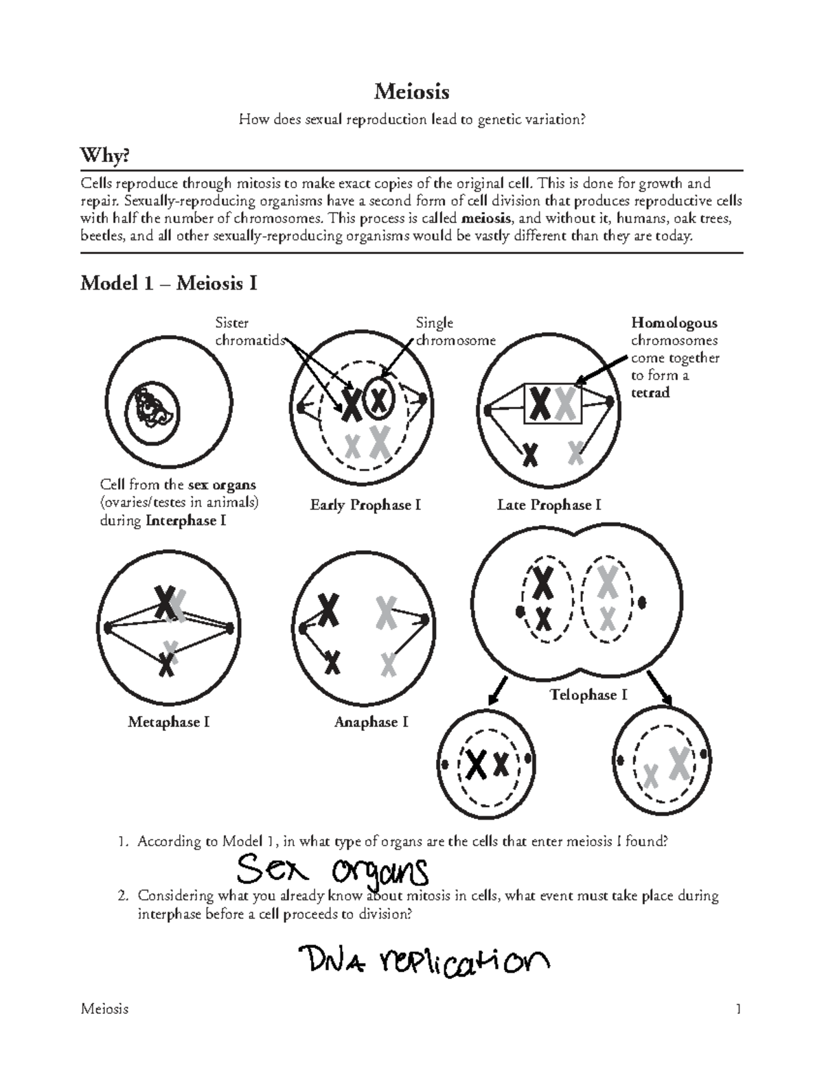 Meiosis and Genetic Variation: Understanding Sexual Reproduction - Studocu