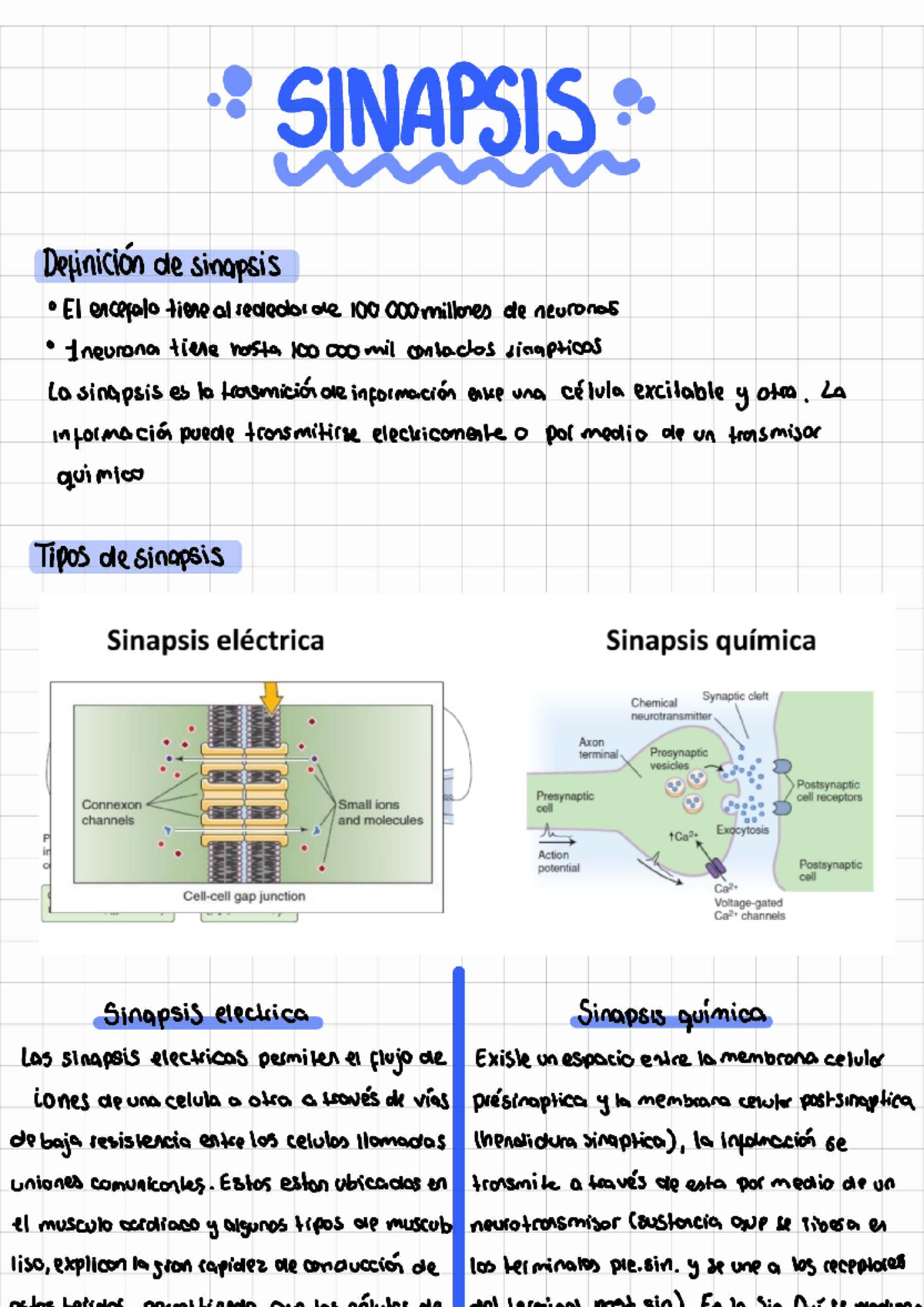 SINAPSIS: Definición, Tipos y Mecanismos de Transmisión Neuronal - Studocu