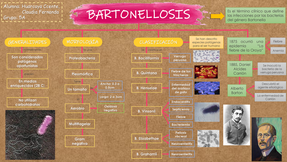 BARTONELLOSIS: EPIDEMIOLOGÍA, FISIOPATOLOGÍA, SIGNO Y SINTOMAS CLÍNCOS ...