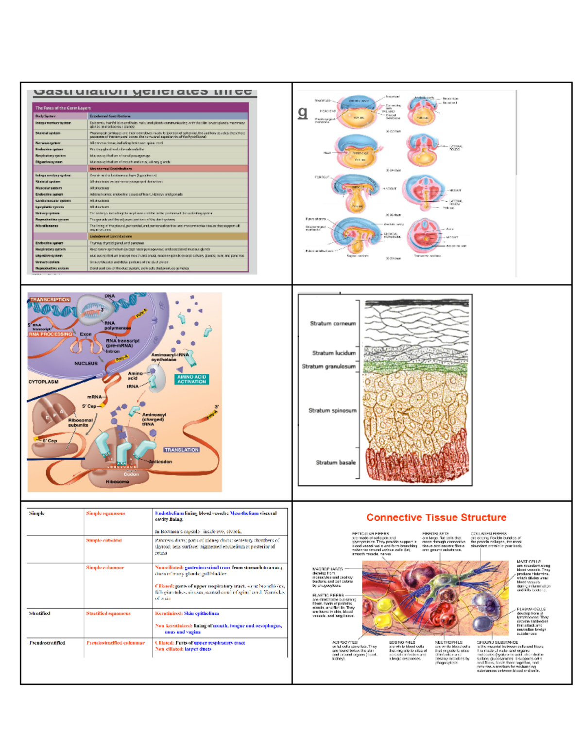 Biology cheat sheet idea - Biology for Biomedical Science - Studocu
