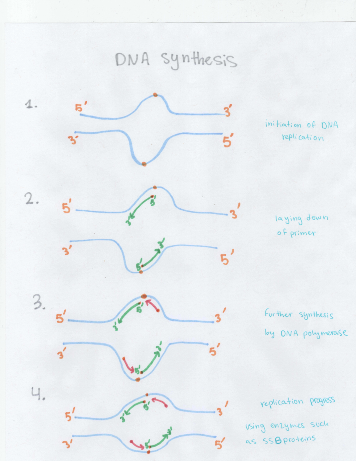 DNA Synthesis Assignment: Mechanisms and Processes Explained - Studocu