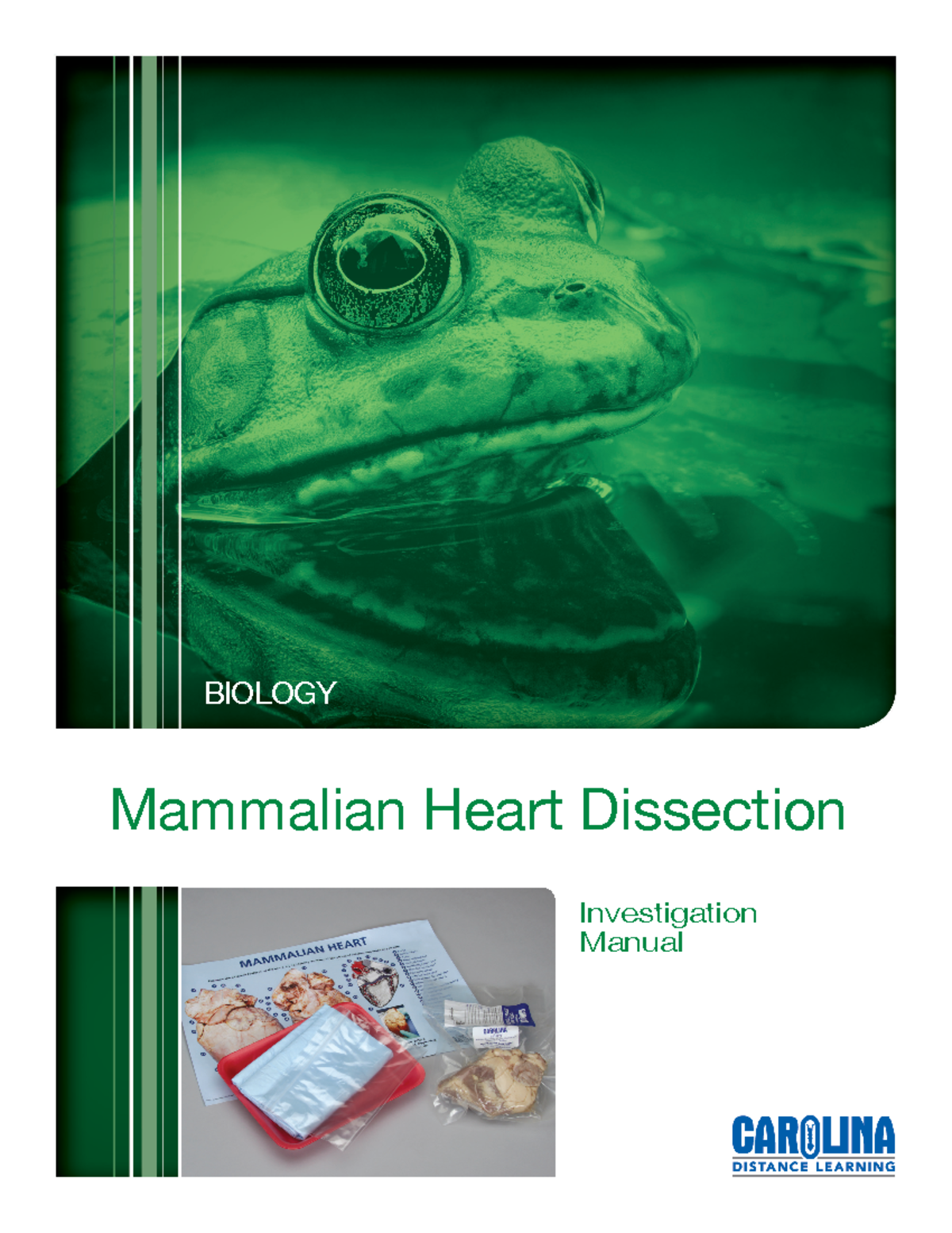 Mammalian Heart Dissection Investigation - Studocu