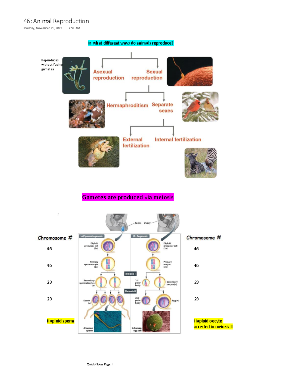 46 Animal Reproduction - In what different ways do animals reproduce ...