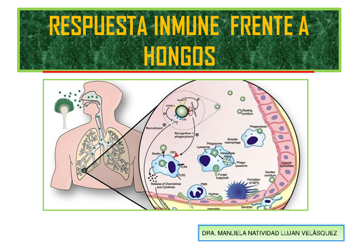 Inmunidad Frente A Hongos - RESPUESTA INMUNE FRENTE A HONGOS DRA. MANUELA NATIVIDAD LUJAN ...