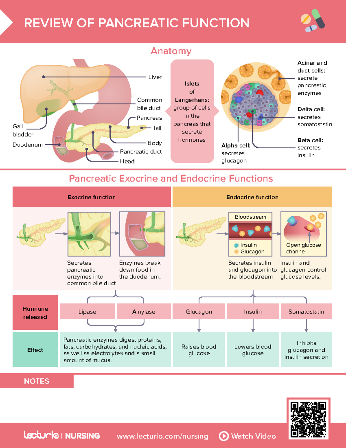 Review Sheet Review of Pancreatic Function Nursing - lecturio/nursing ...