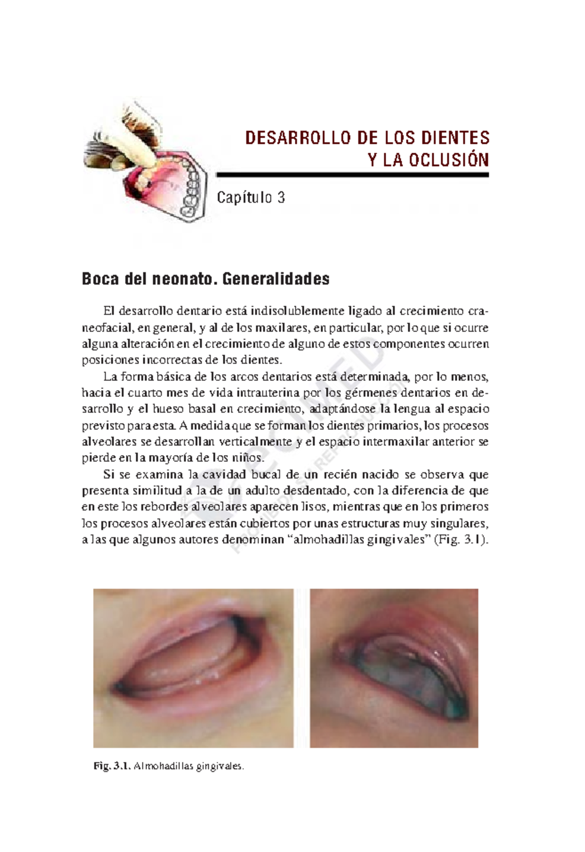 Desarrollo de la dentición. Dentición temporal y permanente ...