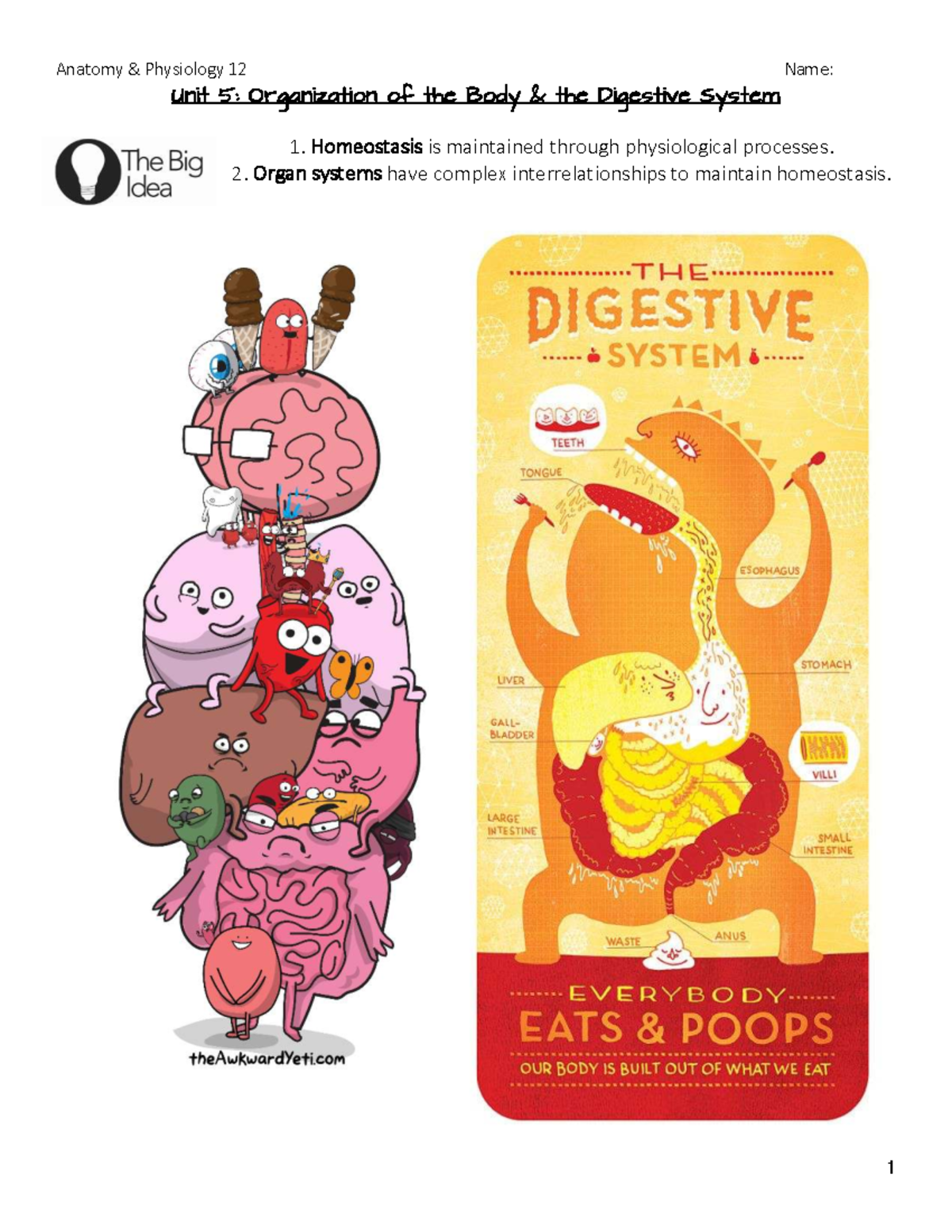 Anatomy & Physiology 12: Unit 5 - Organization of the Body & Digestive ...
